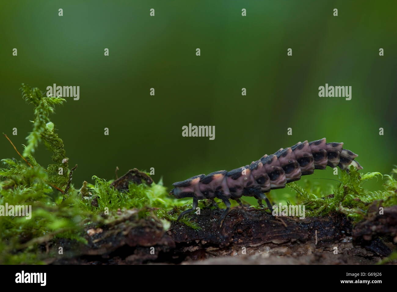 Common glow worm beetle hi-res stock photography and images - Alamy