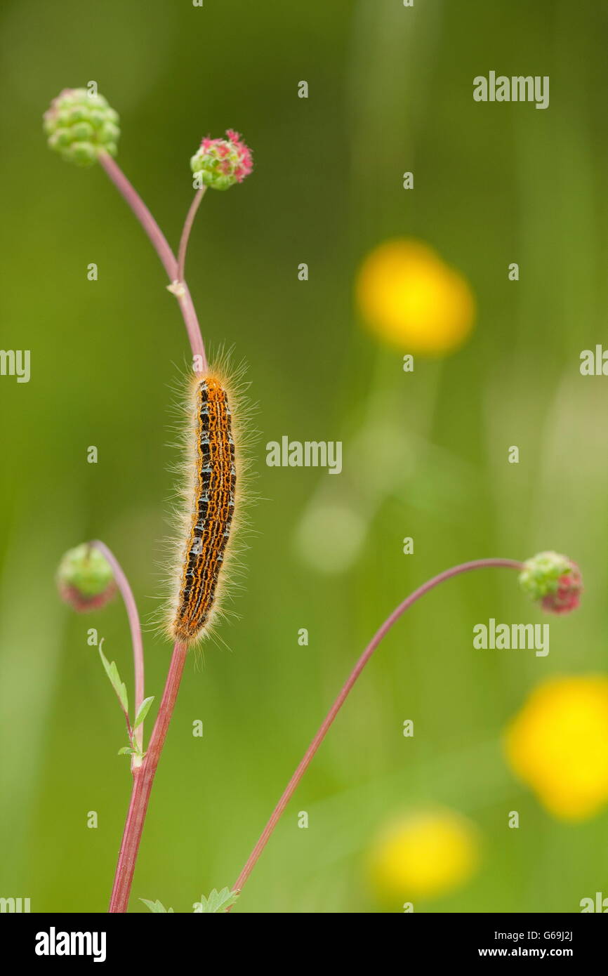 Ground lackey moth hi-res stock photography and images - Alamy