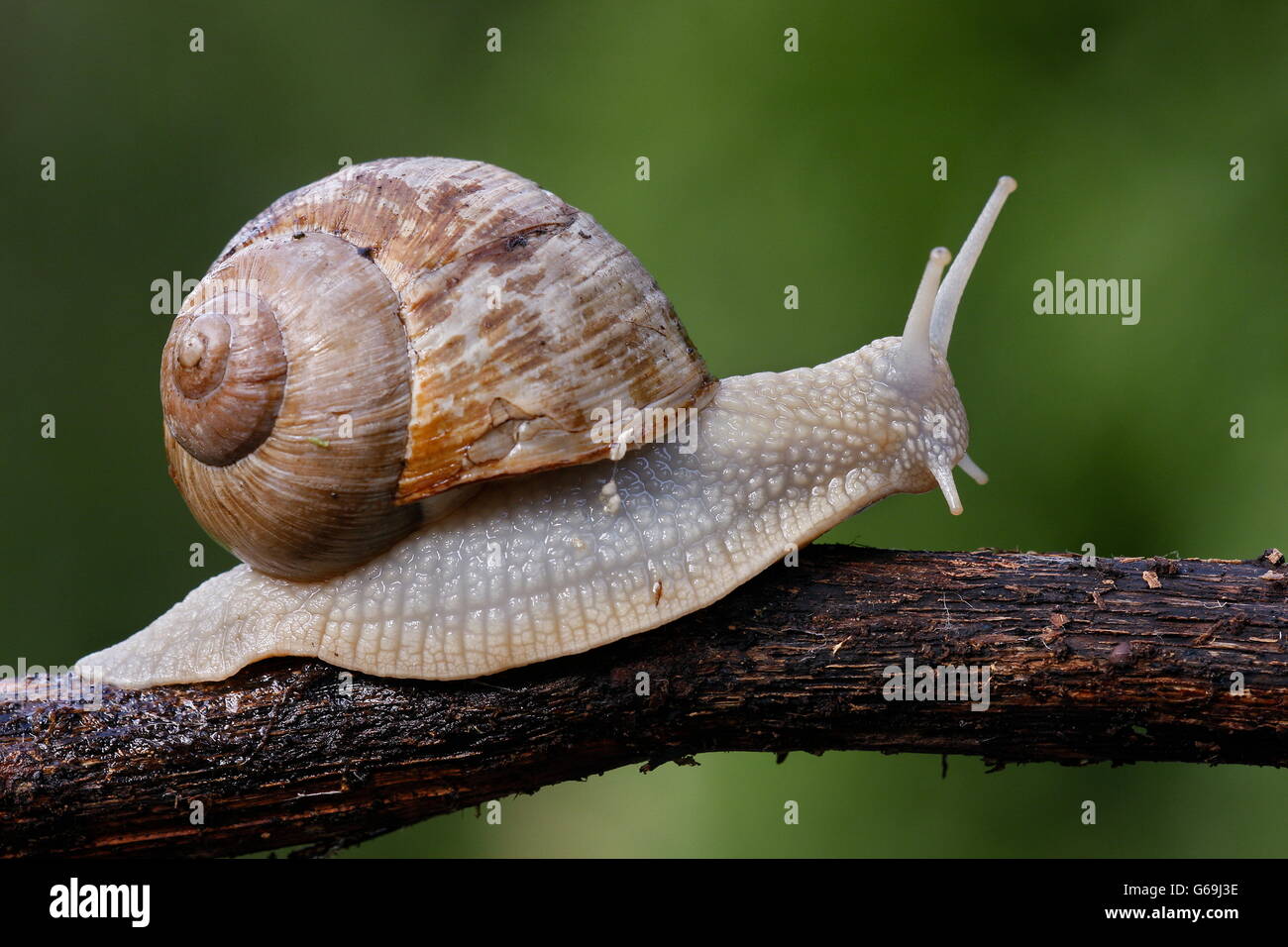 edible snail, Germany / (Helix pomatia Stock Photo - Alamy