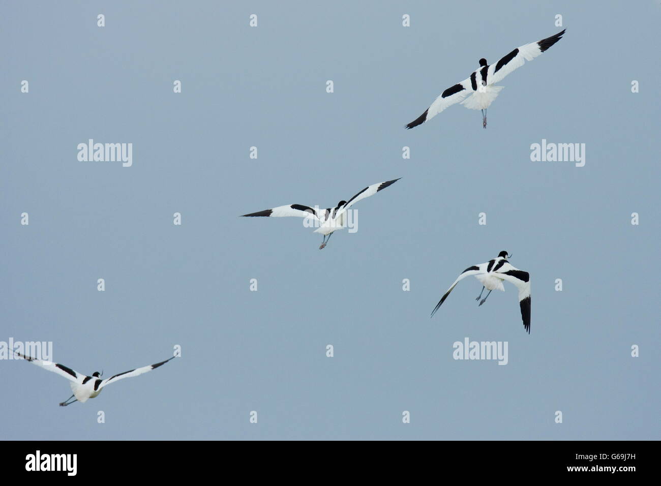 Pied avocet texel hi-res stock photography and images - Alamy