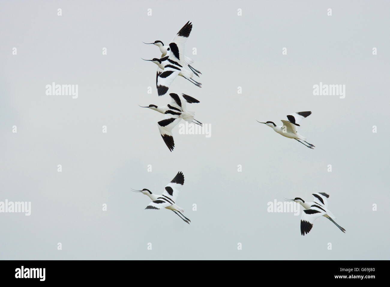 Avosetta europe hi-res stock photography and images - Alamy