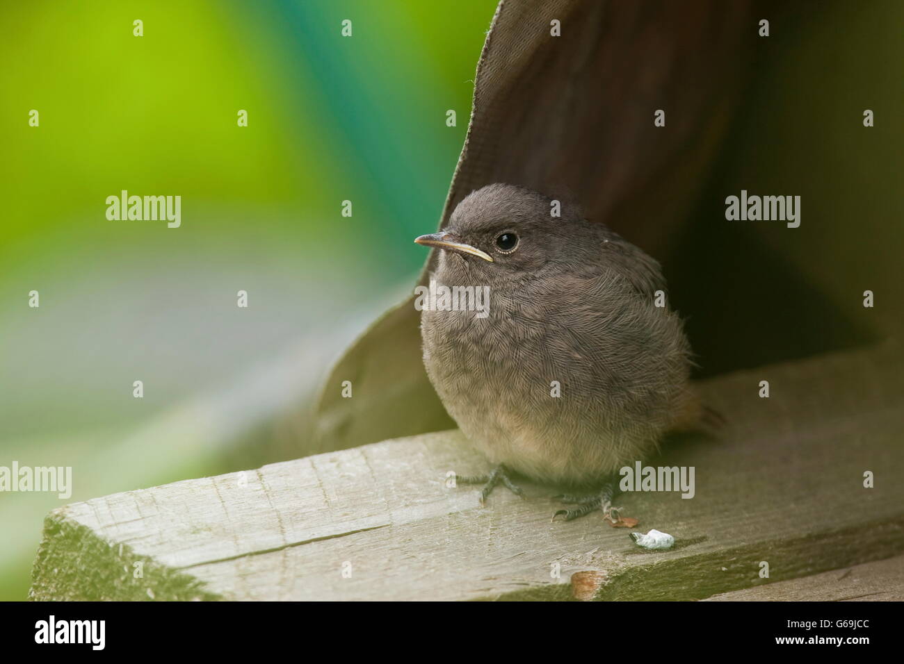 Juvenile common redstart hi-res stock photography and images - Alamy