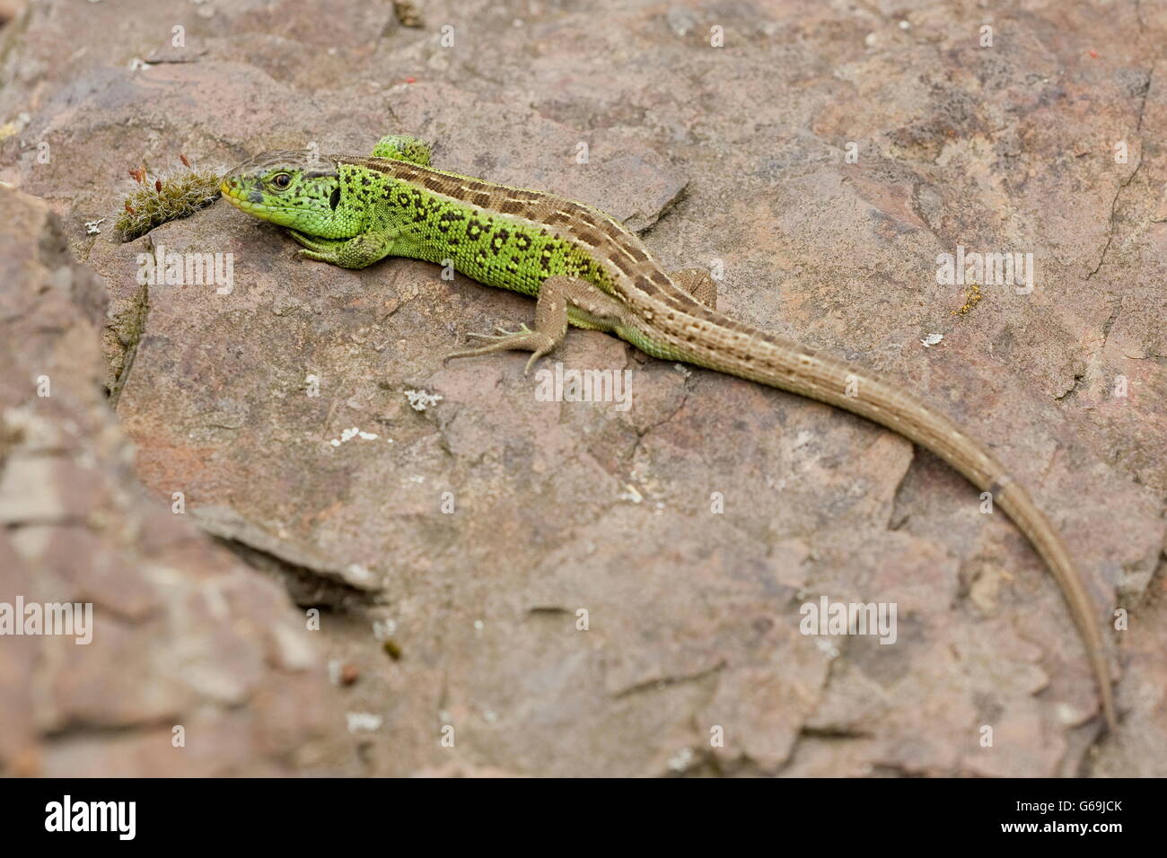 sand lizard, male, Germany / (Lacerta agilis Stock Photo - Alamy
