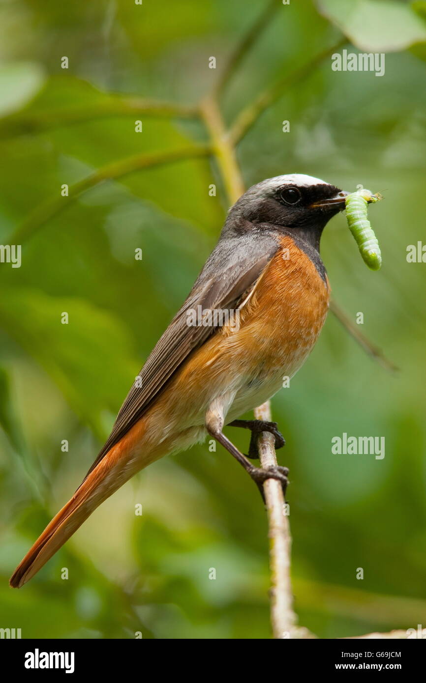 common redstart, male, Germany / (Phoenicurus phoenicurus Stock Photo ...