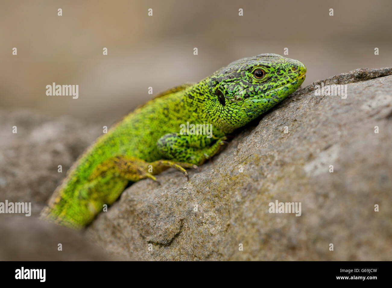 Sand lizards germany hi-res stock photography and images - Alamy