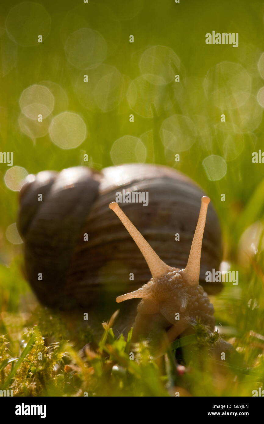 edible snail, Germany / (Helix pomatia Stock Photo - Alamy