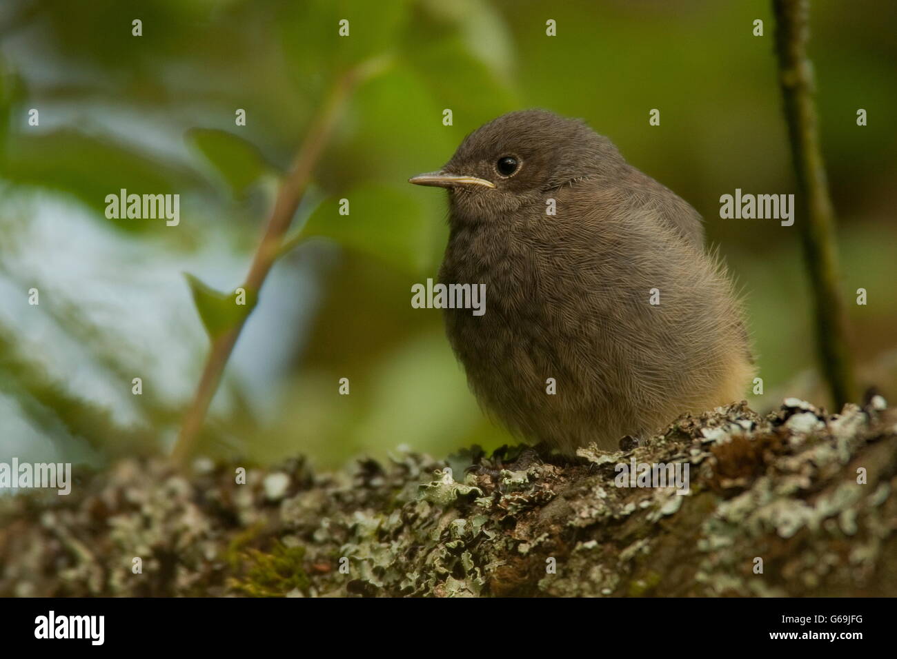 Juvenile common redstart hi-res stock photography and images - Alamy