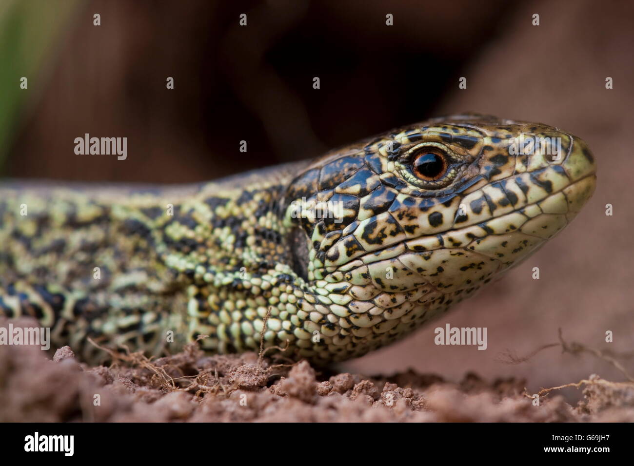 Lizard image in portrait format hi-res stock photography and images - Alamy