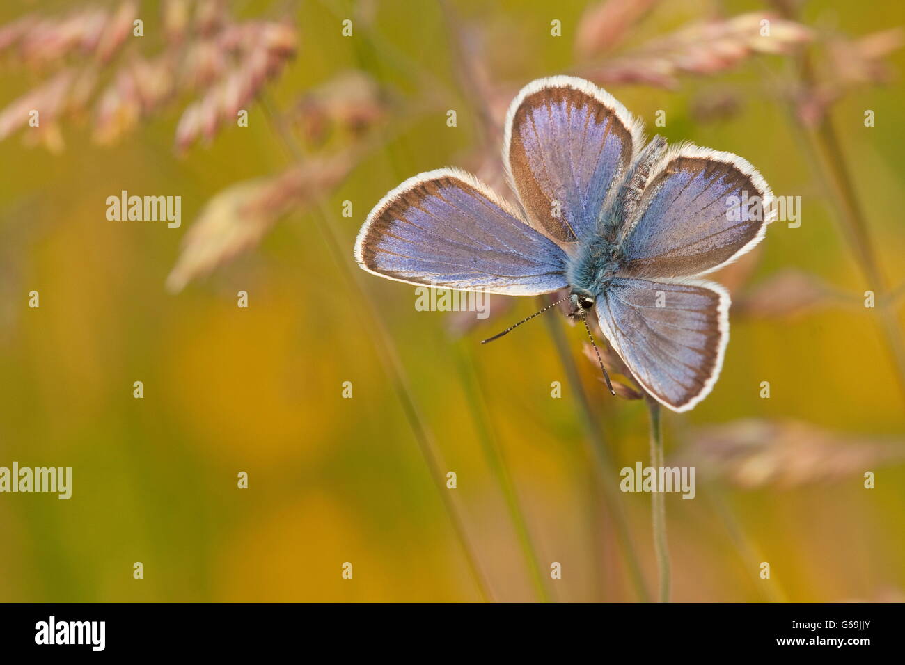 Argus images hi-res stock photography and images - Alamy
