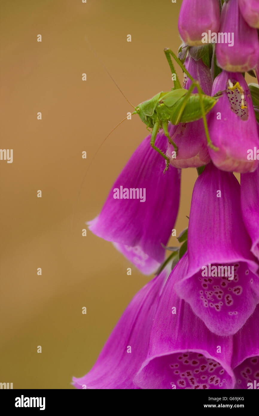 common foxglove, Great Green Bush-Cricket, Germany / (Digitalis ...