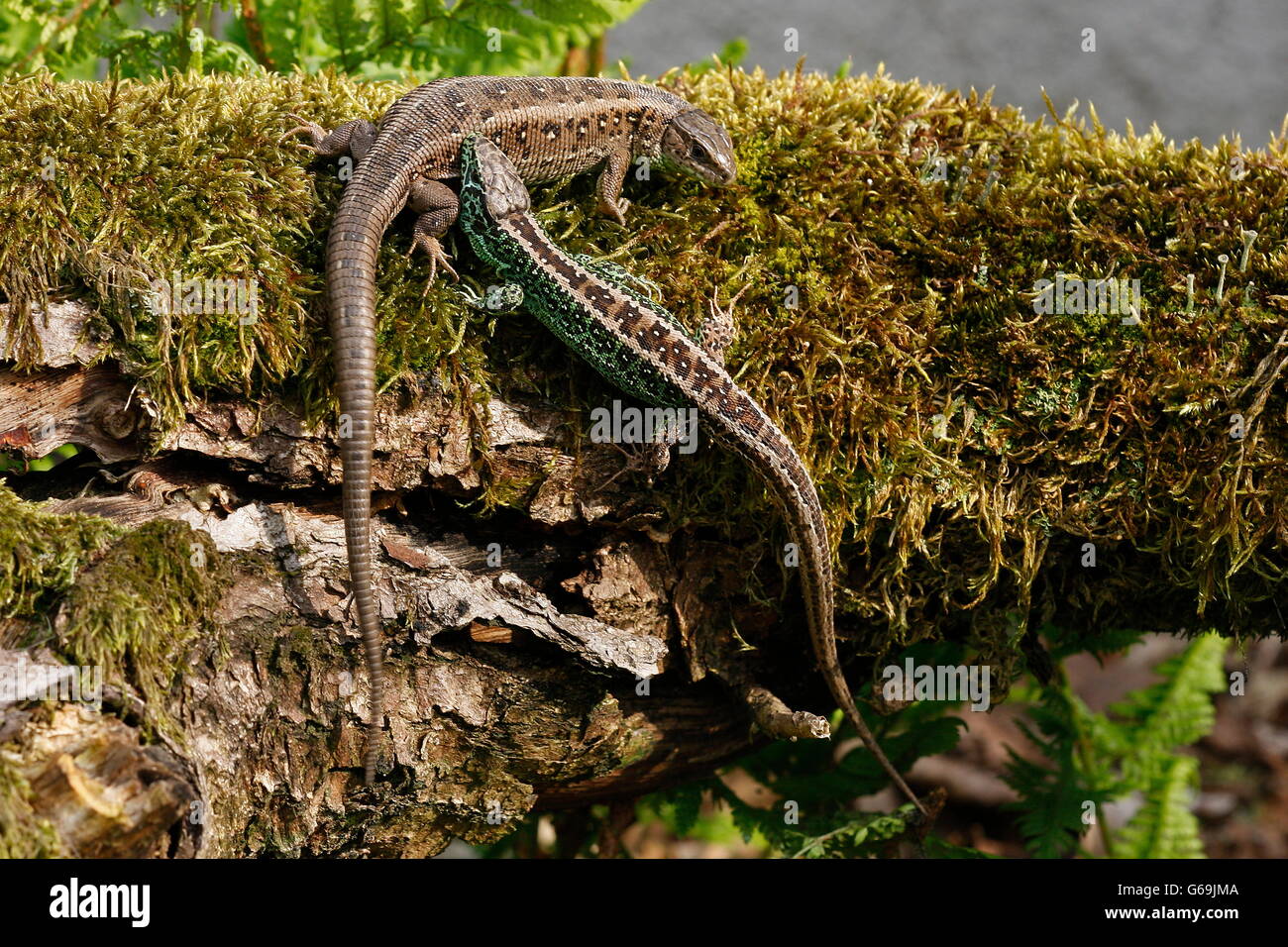Couple lizards hi-res stock photography and images - Alamy