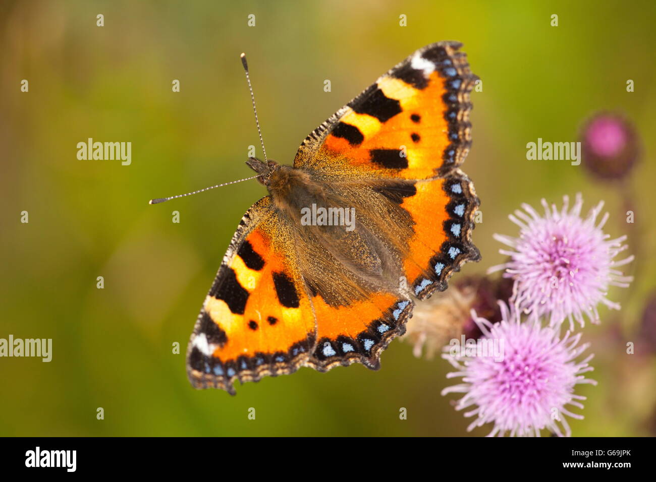 Tortoiseshells hi-res stock photography and images - Alamy