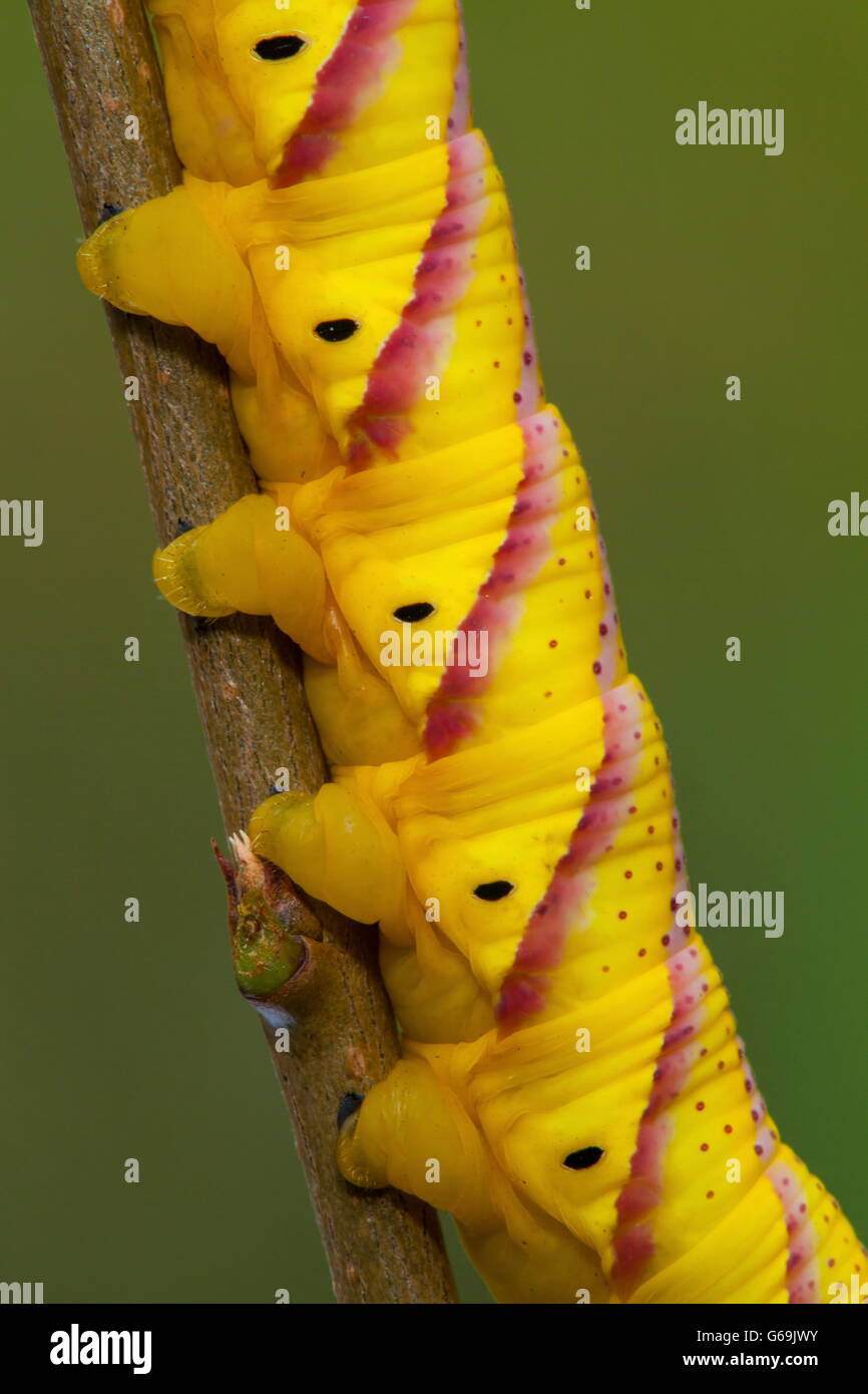 Acherontia moth hi-res stock photography and images - Alamy