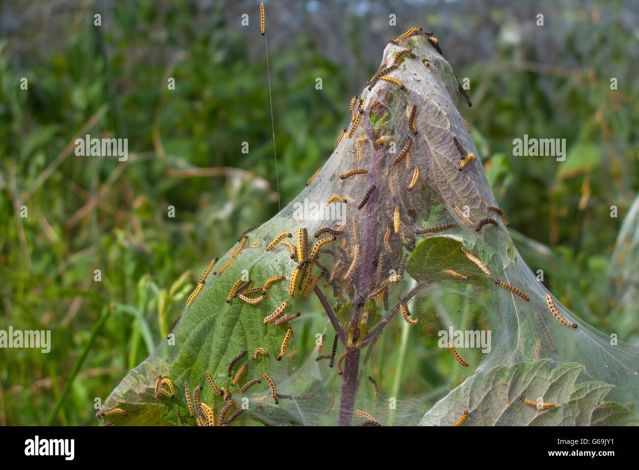 Bird cherry ermine moths hi-res stock photography and images - Alamy