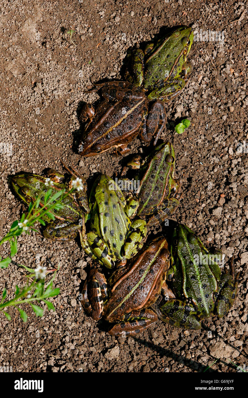 edible frog, Germany / (Pelophylax kl. esculentus Stock Photo - Alamy