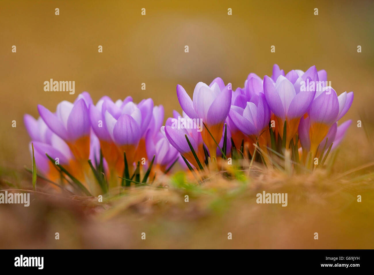 Crocus spec hi-res stock photography and images - Alamy