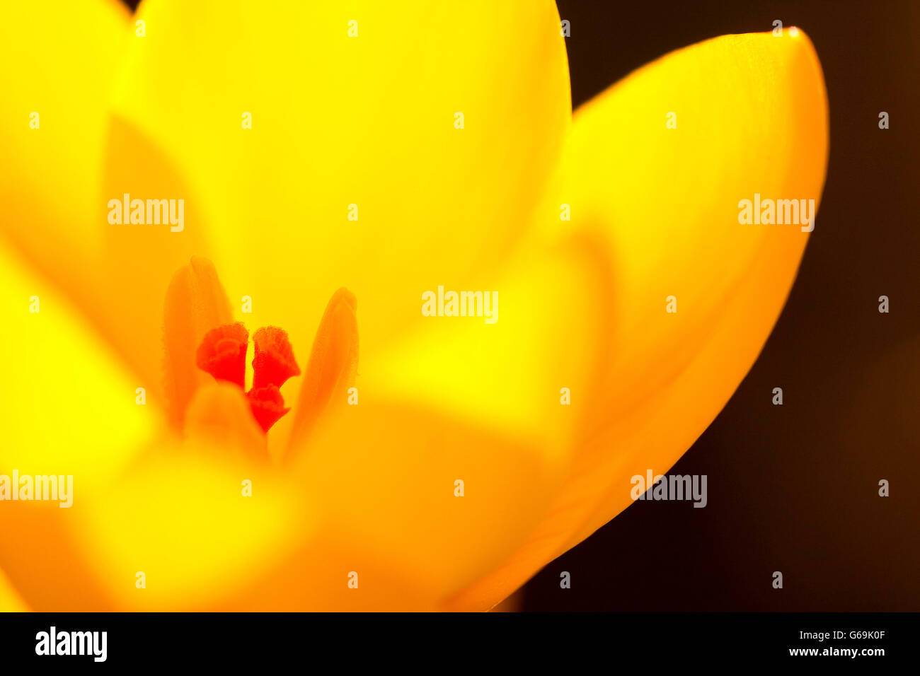 Crocus chrysanthus hi-res stock photography and images - Alamy