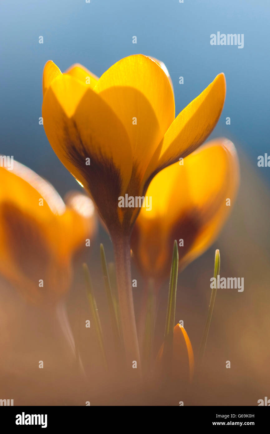 Crocus chrysanthus crocus hi-res stock photography and images - Alamy