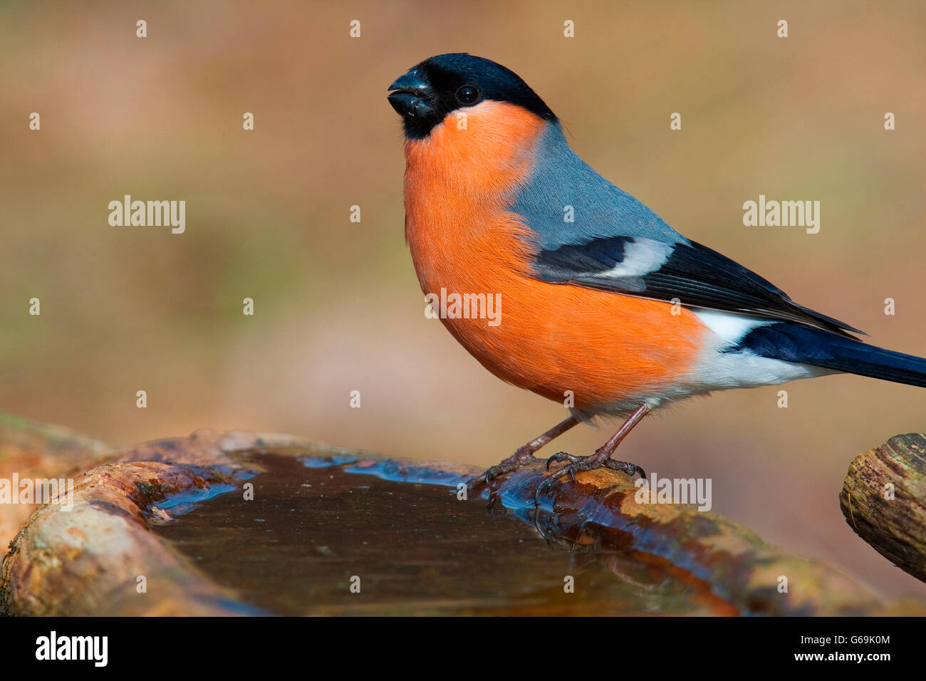 Male bullfinch images hi-res stock photography and images - Alamy