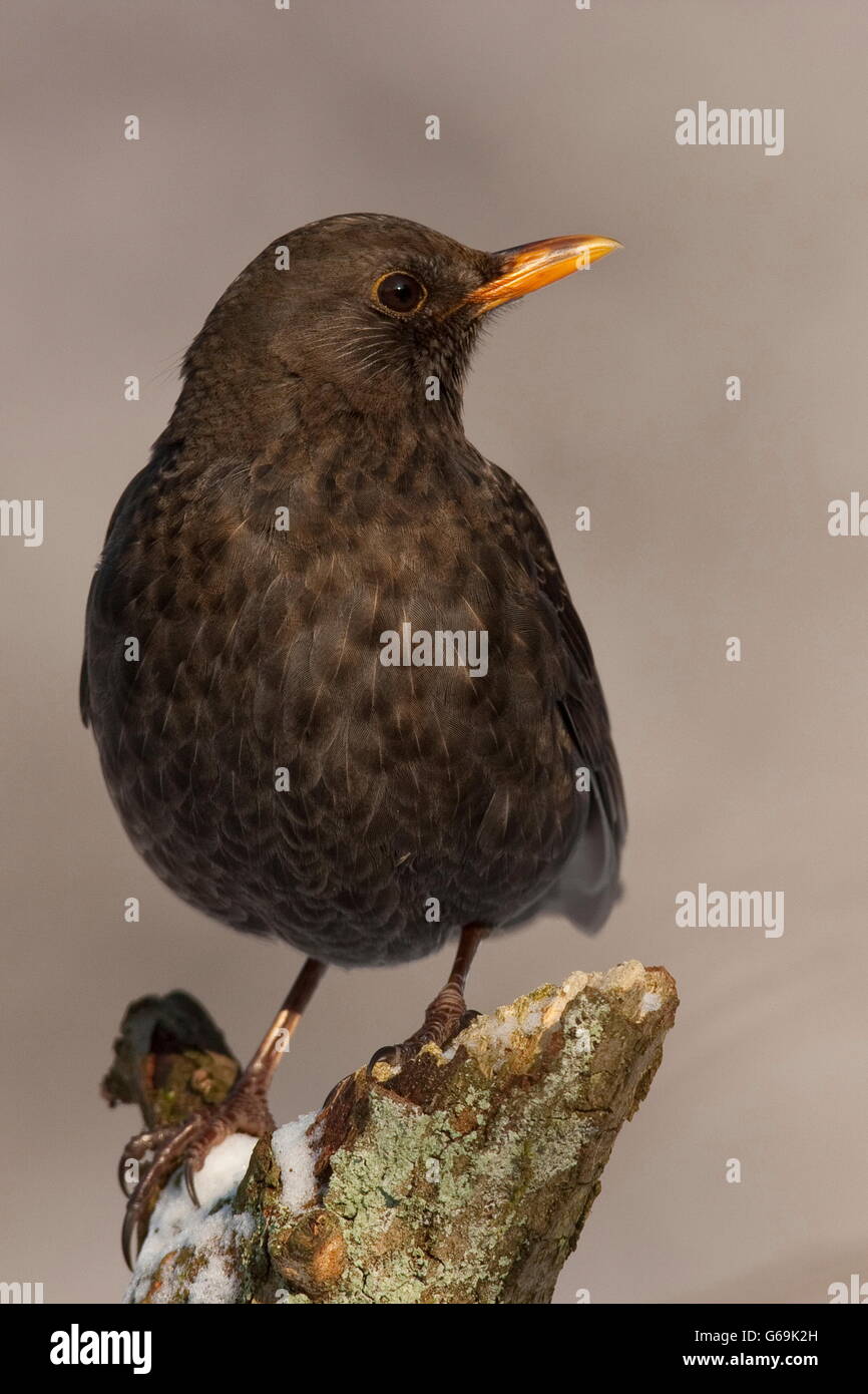common blackbird, female, Germany / (Turdus merula Stock Photo - Alamy