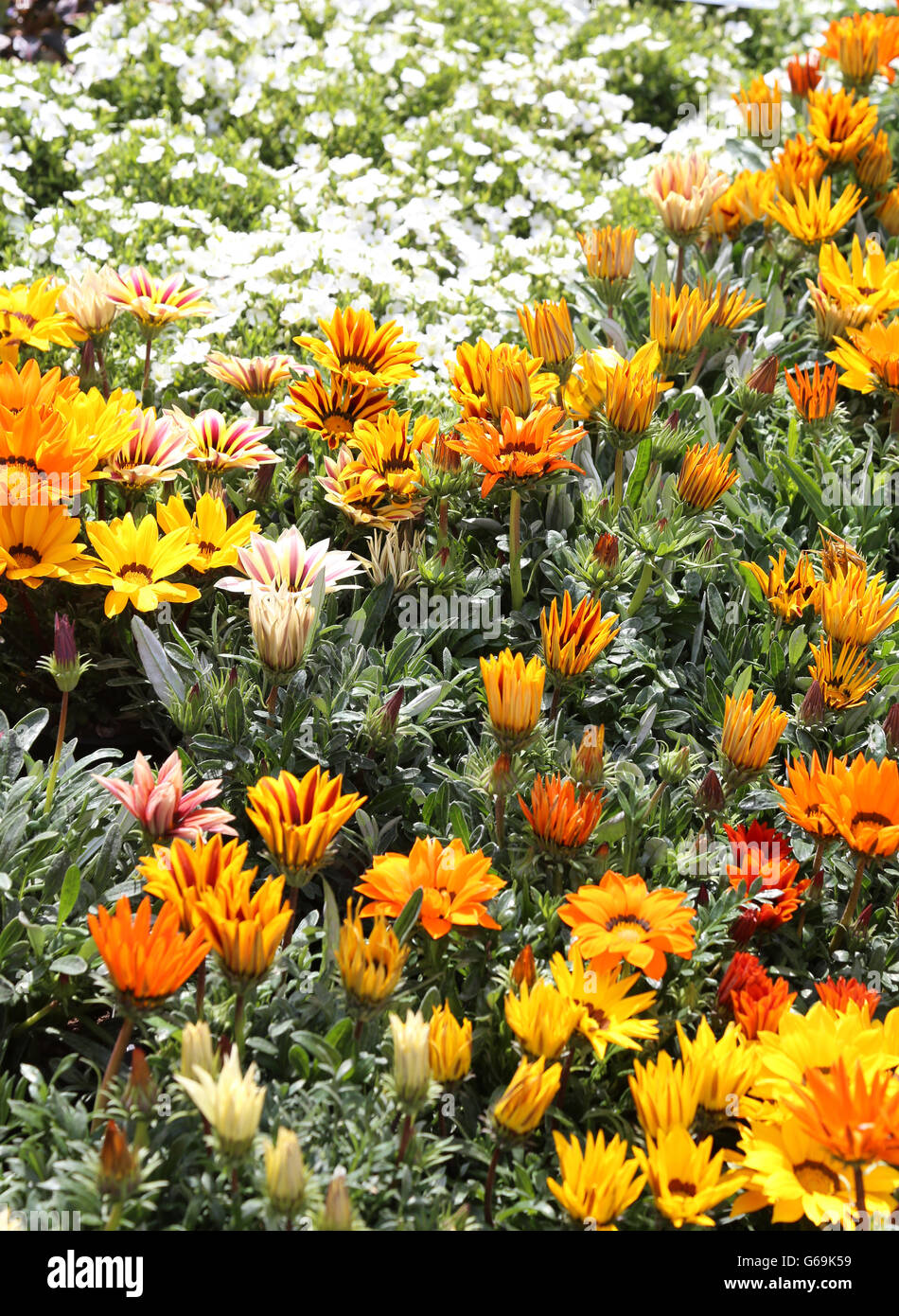 Dutch flower hi-res stock photography and images - Alamy