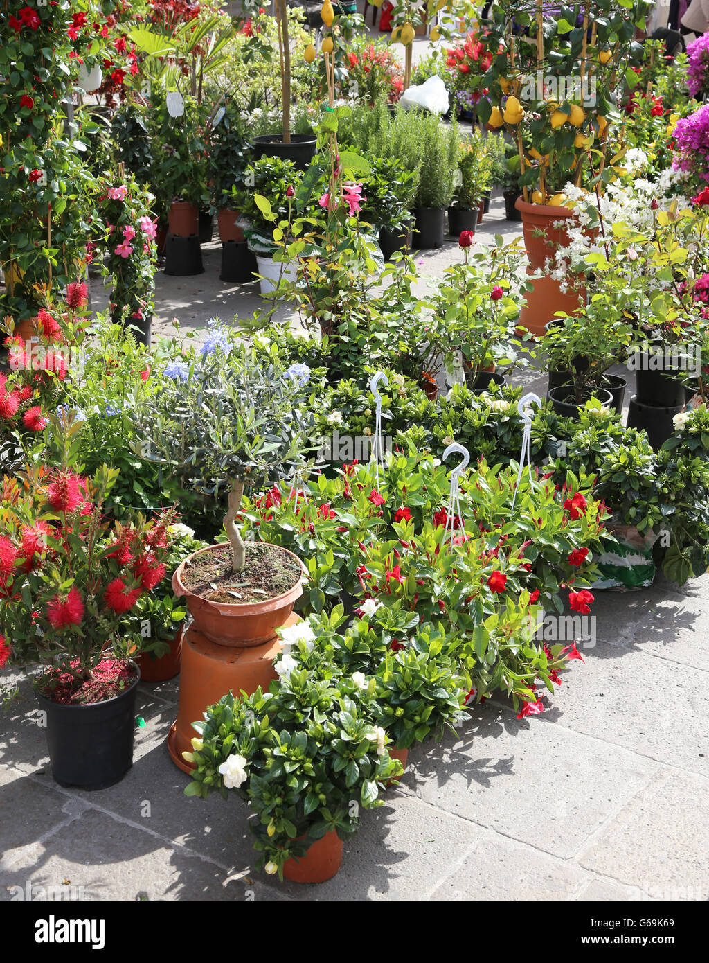 flowers and pots for sale in the local market Stock Photo - Alamy