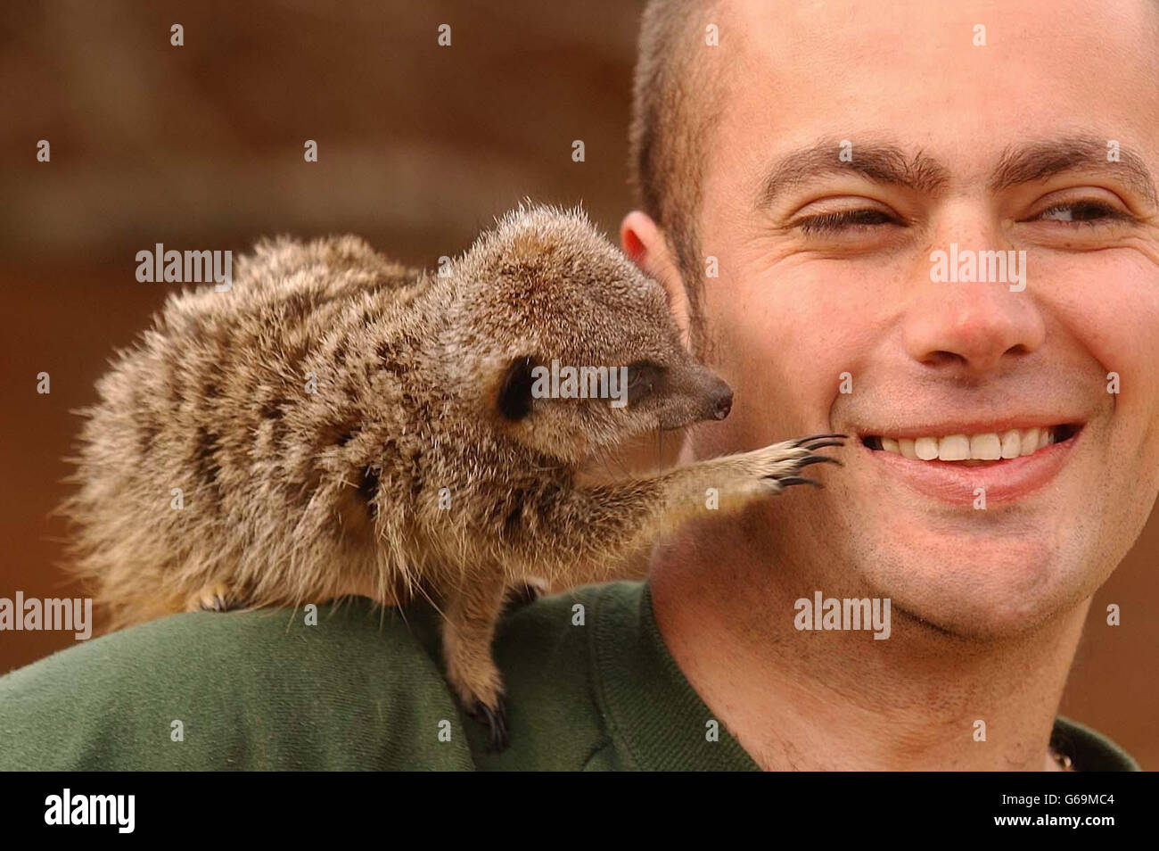 Mia the Meerkat searches for food, as she stands on the shoulder of ...