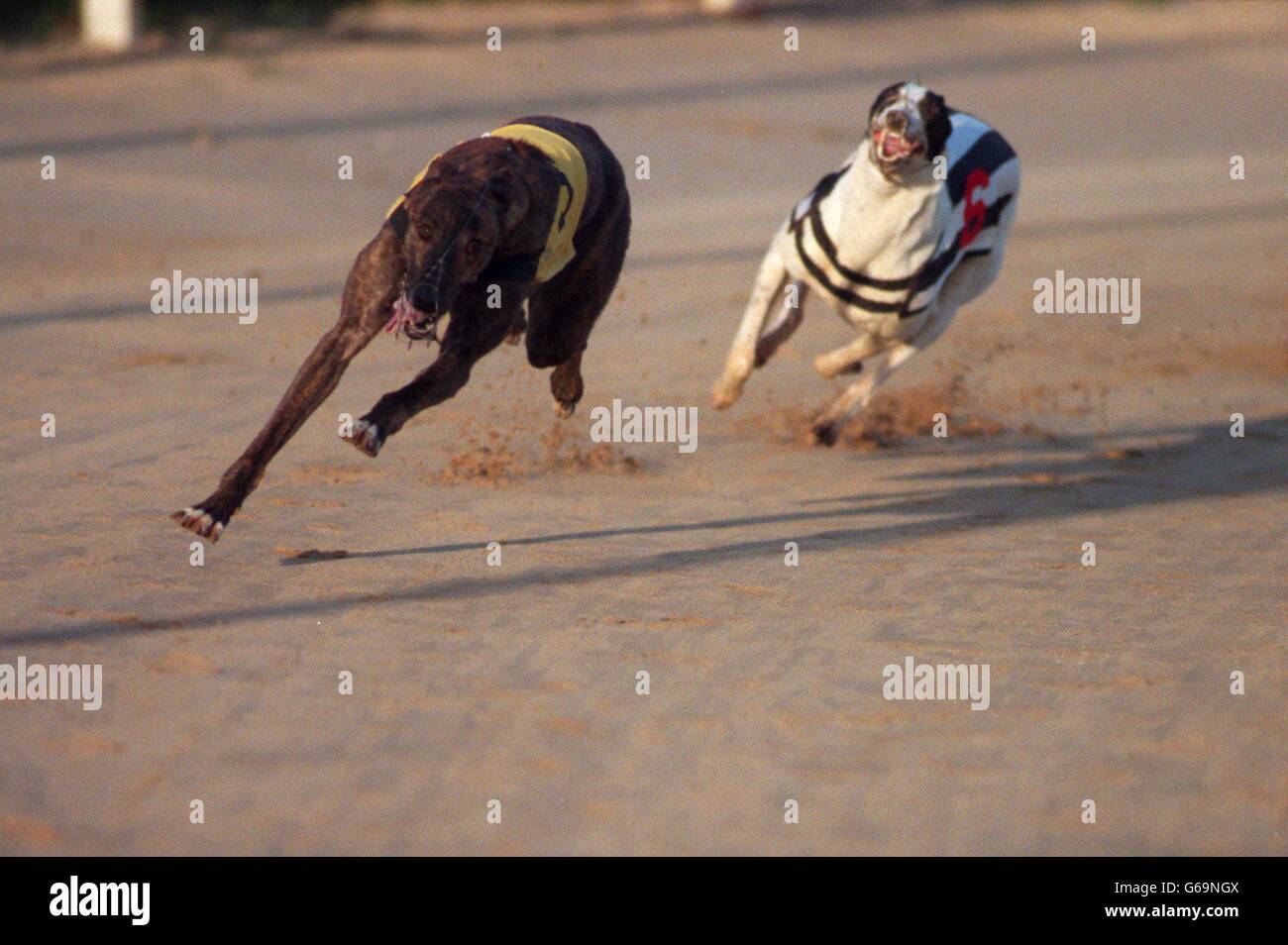 Nottingham Greyhound Racing. Greyhounds racing Stock Photo - Alamy