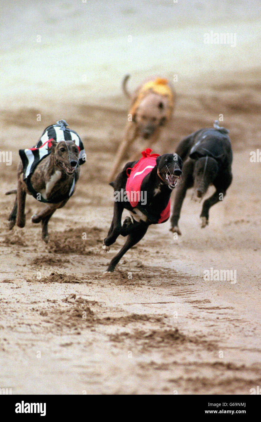 Greyhound Racing - Nottingham Greyhound Track Stock Photo - Alamy
