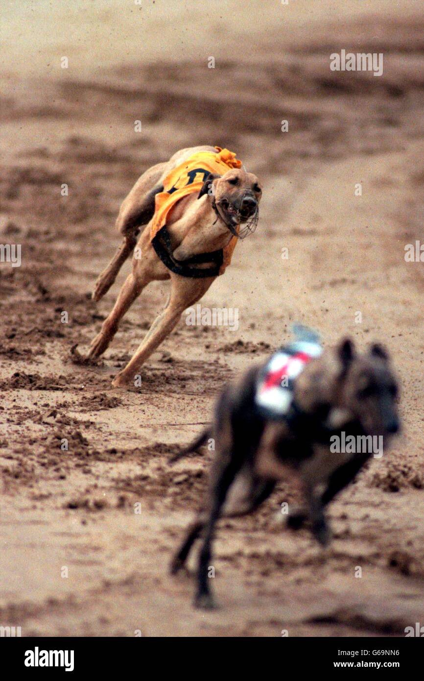 Nottingham Greyhound Racing Stock Photo - Alamy