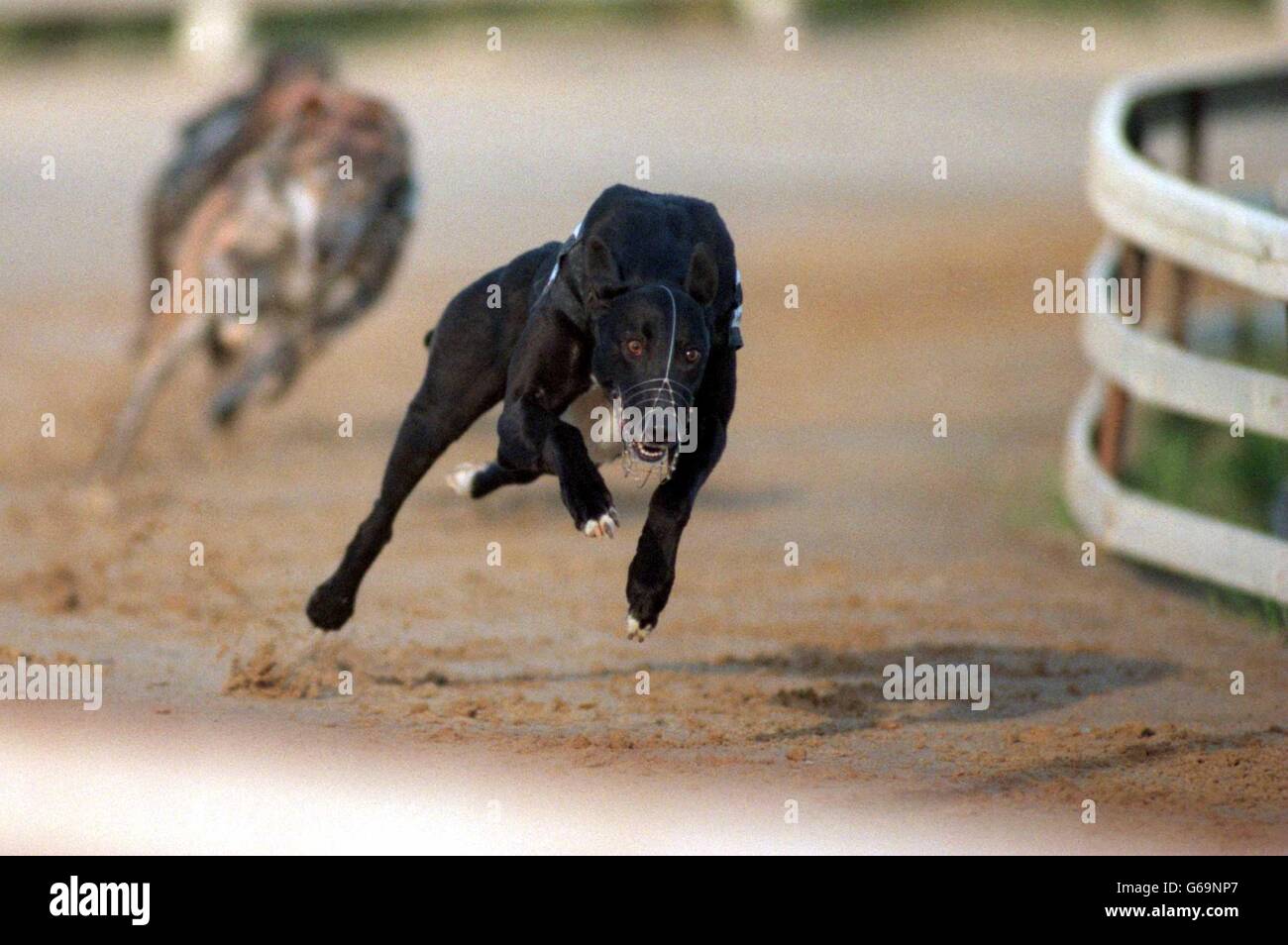 Nottingham Greyhound Racing. Greyhounds racing Stock Photo - Alamy