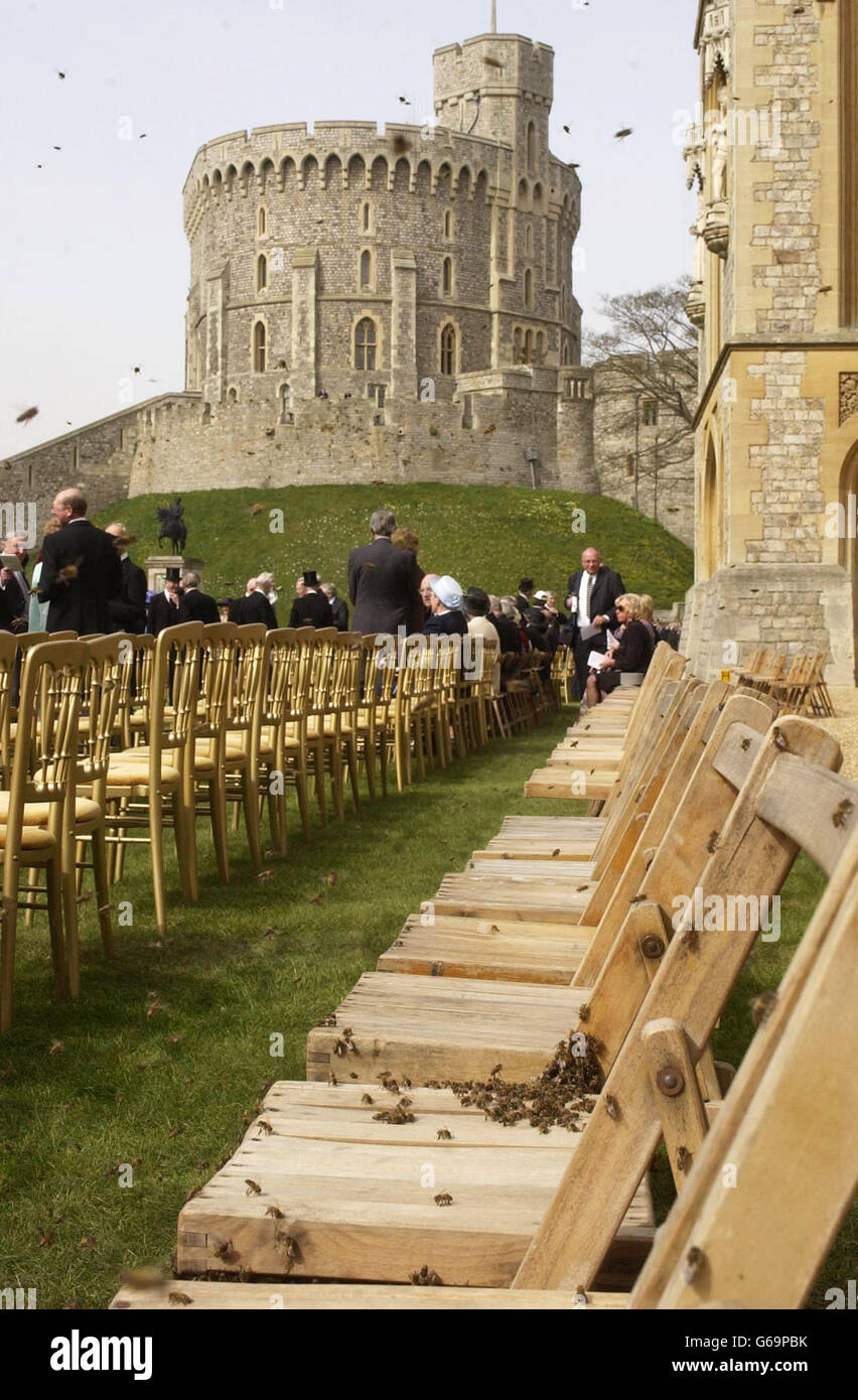 Swarm of Bees at Windsor Castle Stock Photo - Alamy