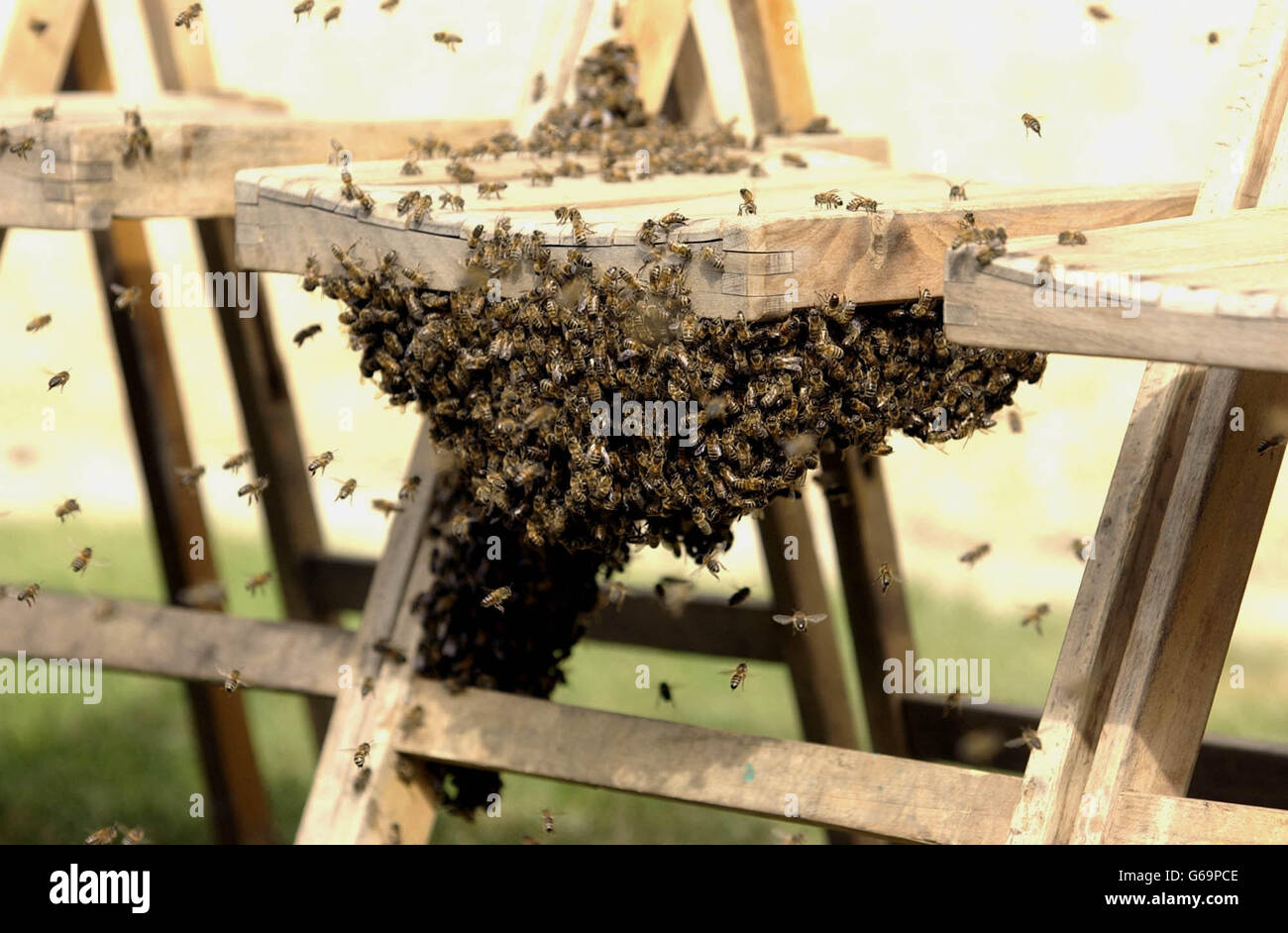 Swarm of Bees at Windsor Castle Stock Photo - Alamy
