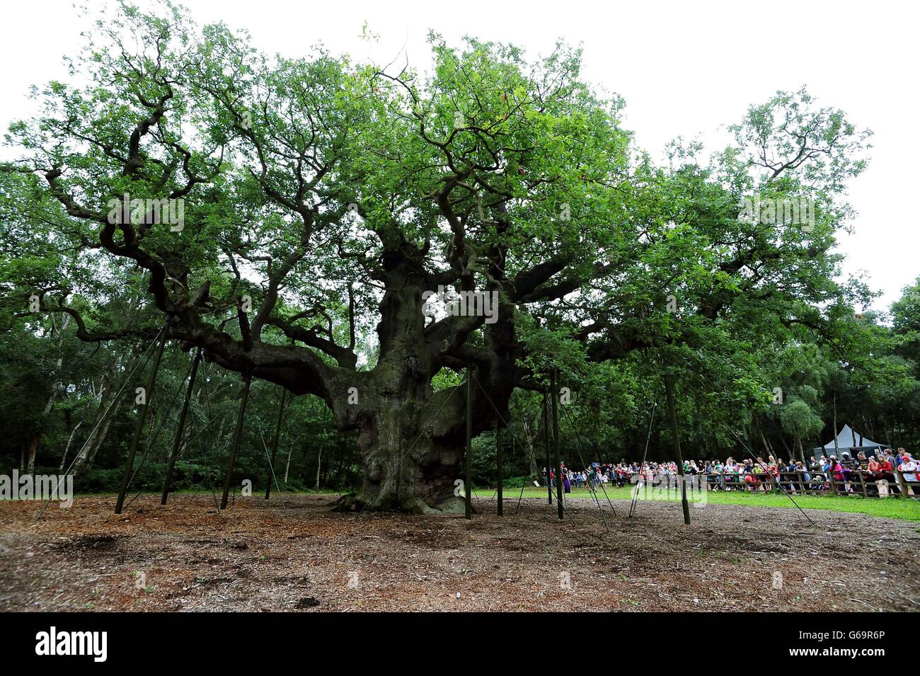 Sherwood Forest National Nature Reserve Stock Photos & Sherwood Forest ...