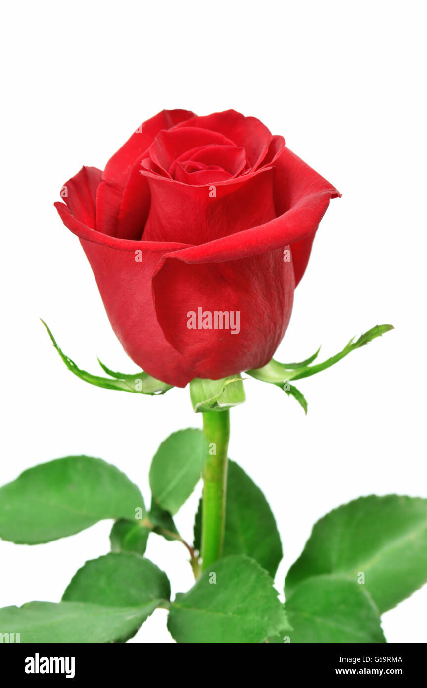 Rosy red blooms hi-res stock photography and images - Alamy