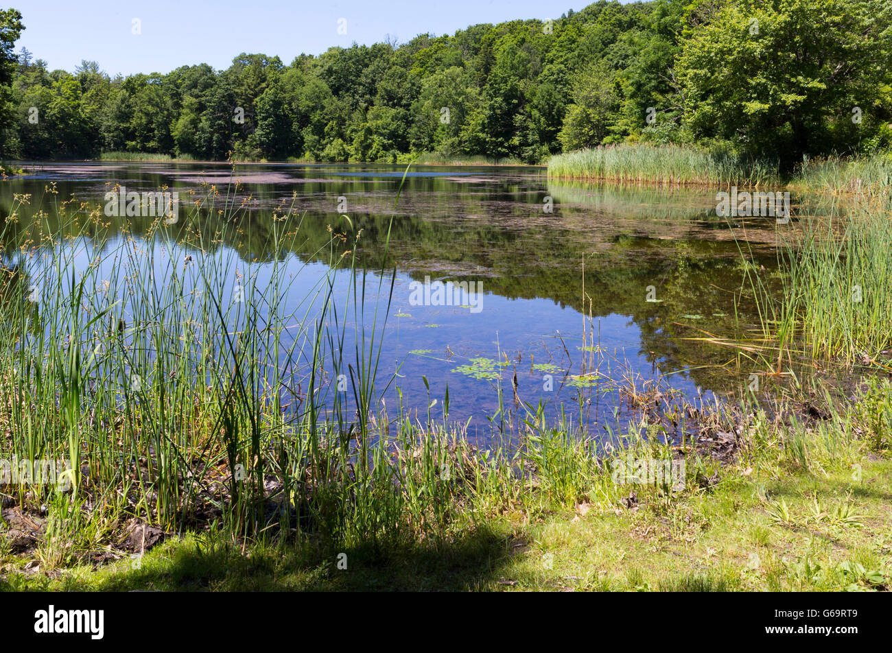 View of the pond at the Olana State Historic Site barn in Hudson, NY ...