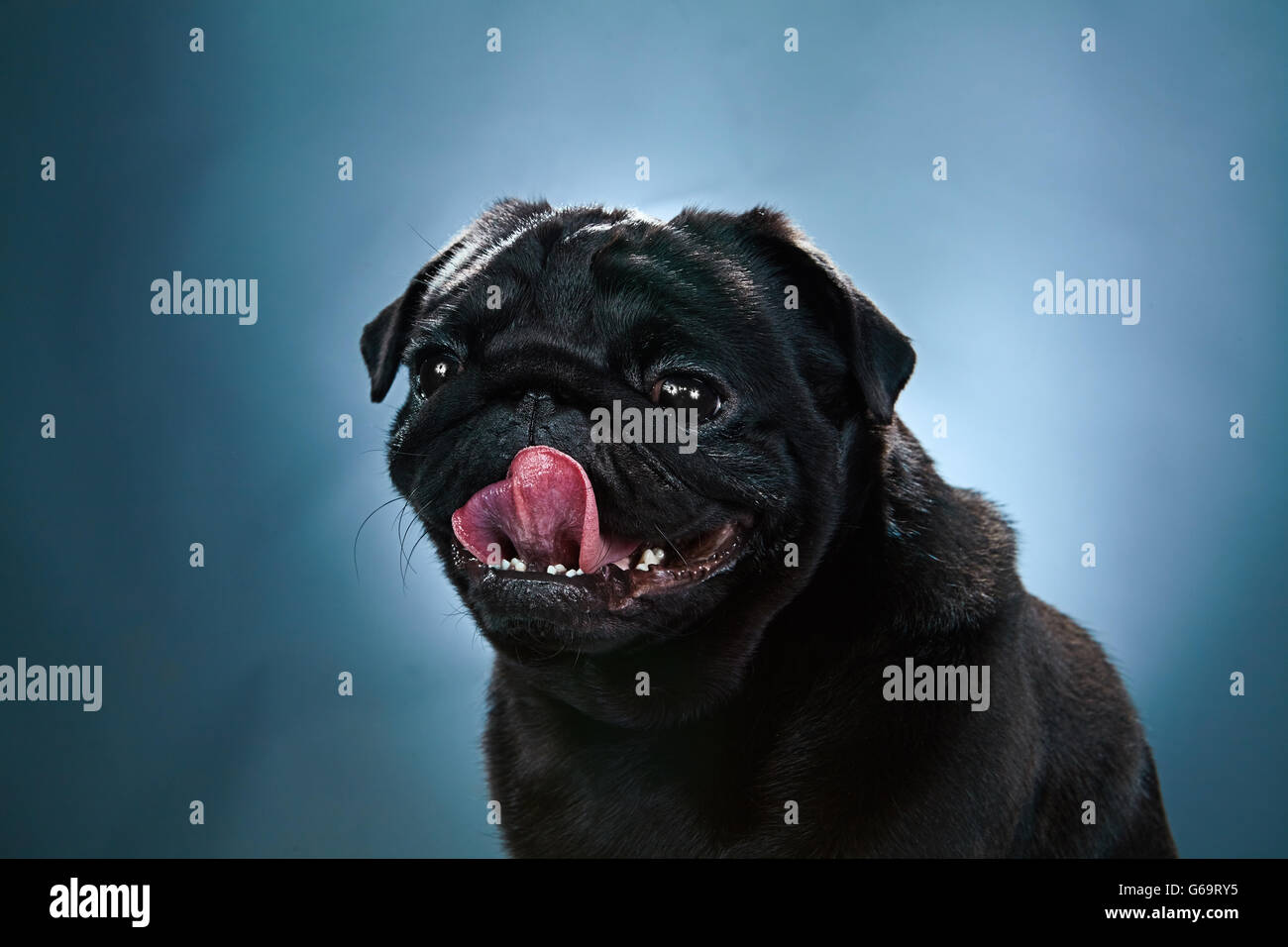 Close-up a Pug puppy in front of blue background Stock Photo - Alamy