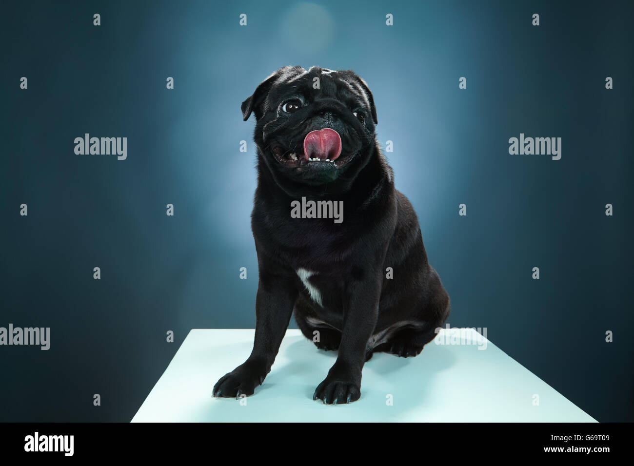 Close-up a Pug puppy in front of blue background Stock Photo - Alamy