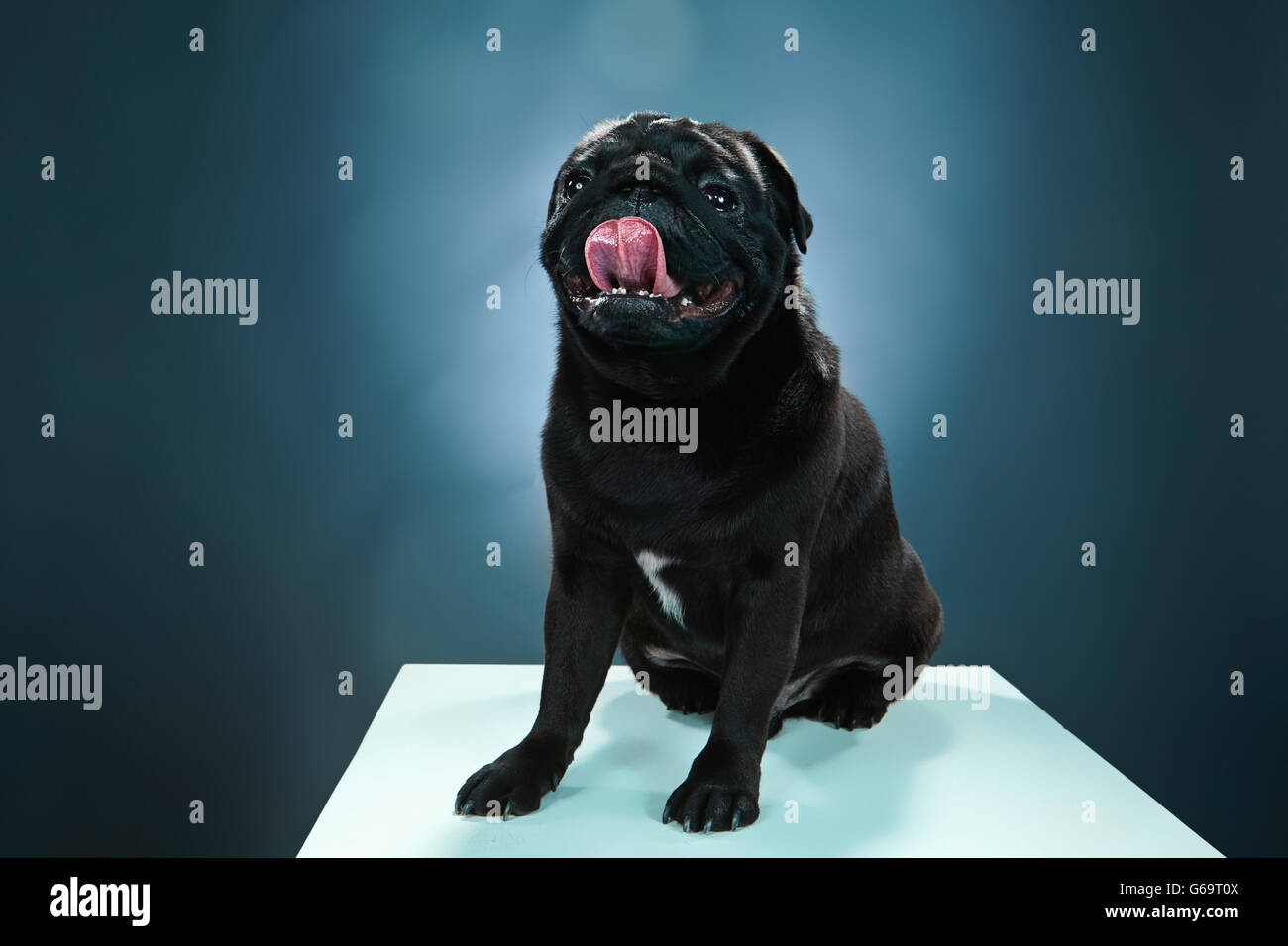 Close-up a Pug puppy in front of blue background Stock Photo - Alamy