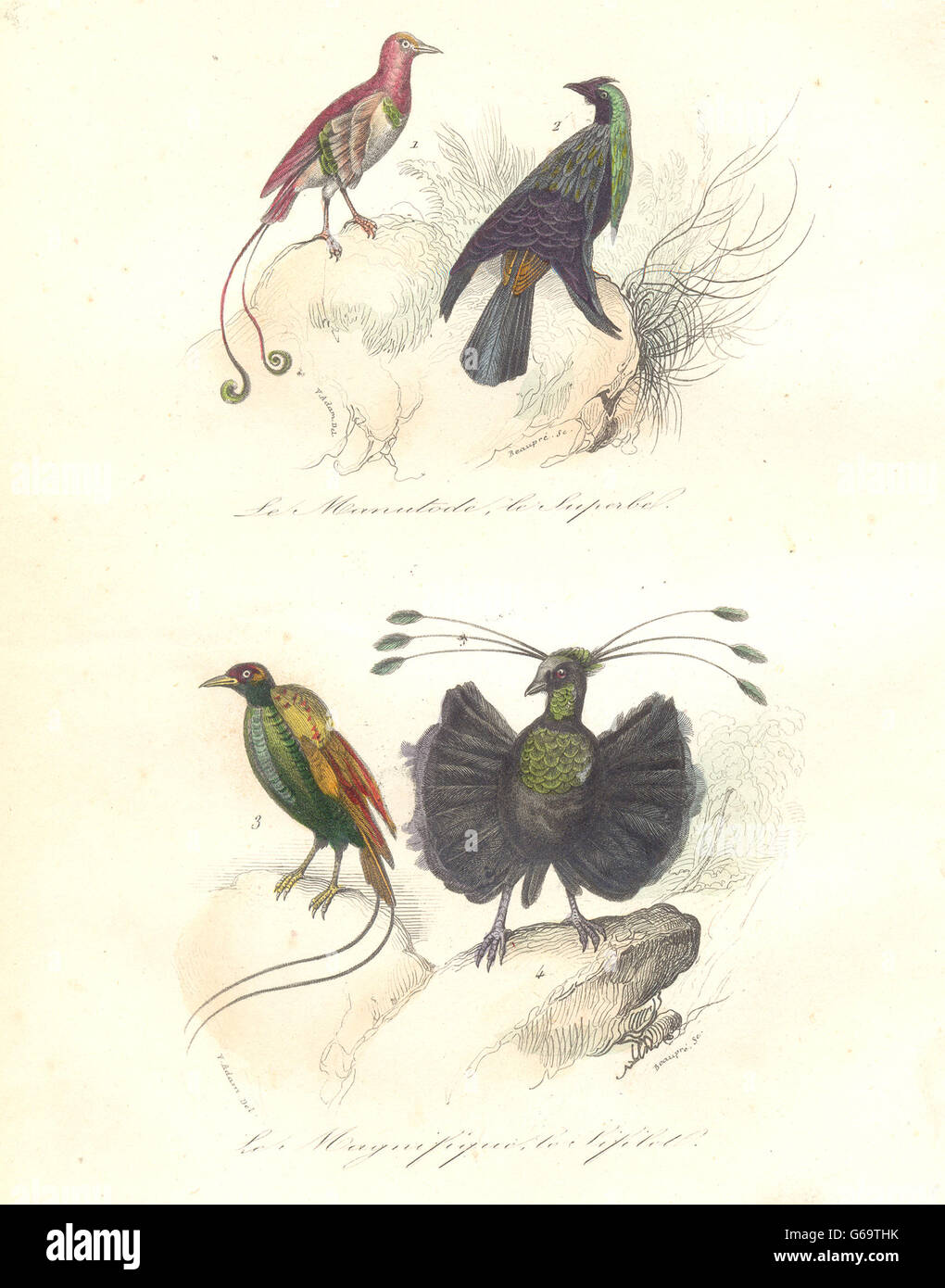 BIRDS: King, Superb, Variegated Bird of Paradise; Sifilet. BUFFON ...