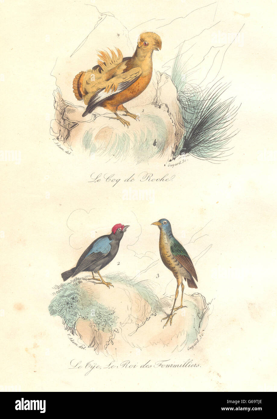 King pheasant hi-res stock photography and images - Alamy