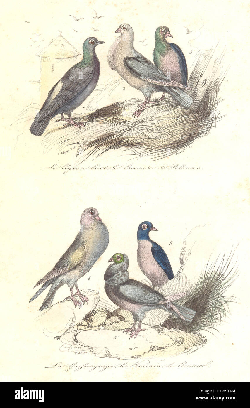 Nun pigeon hi-res stock photography and images - Alamy