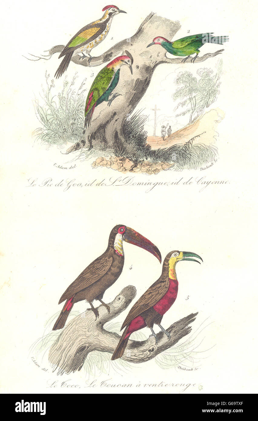 BIRDS:Green,Domingo,Cayenne Woodpeckers;Coucan,Red Bellied Toucan ...