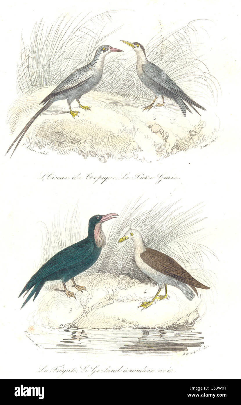 BIRDS: Tropic Bird, Tenu, Frigate Bird, Naviat; Frégate, Goéland ...
