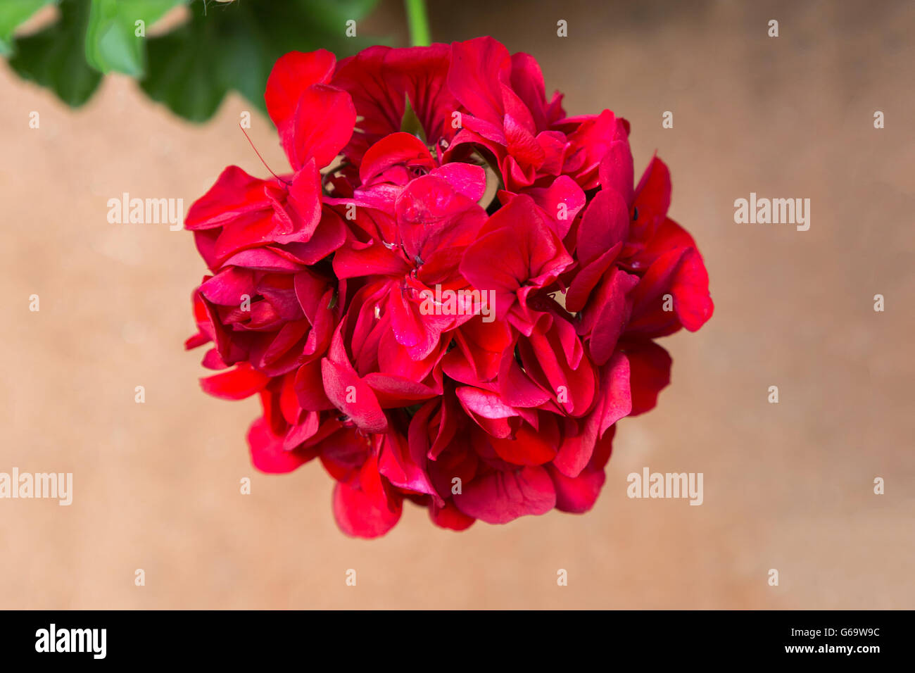 Geranium cultivation hi-res stock photography and images - Alamy
