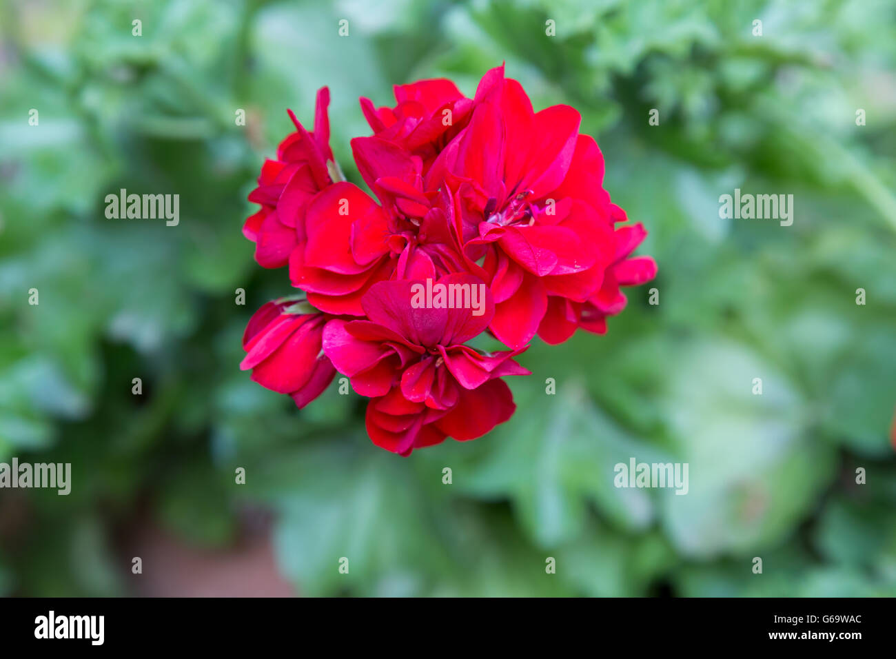 Geranium cultivation hi-res stock photography and images - Alamy