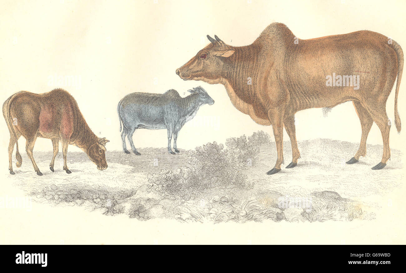 ZEBU: Common Zebu; Small Zebu. GOLDSMITH. Hand coloured, antique print ...