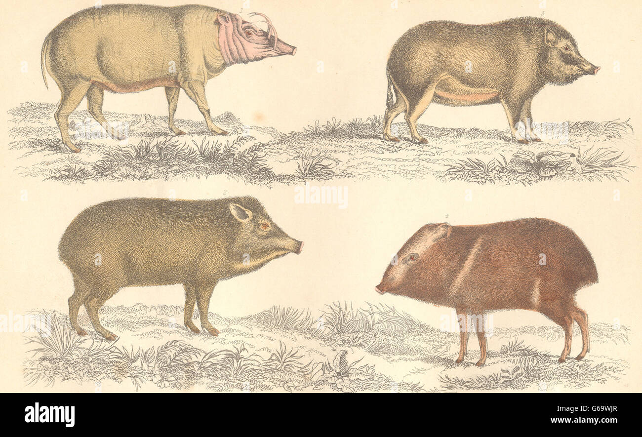 PIGS: Babirussa; Chinese Hog; White-lipped; Collared. GOLDSMITH., print ...