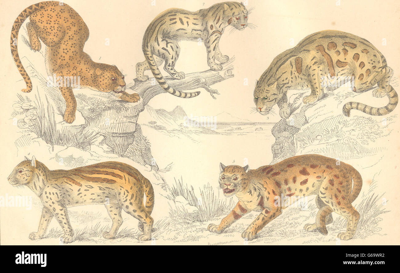 CATS: Leopard; Neuwied Cat; Clouded Tiger; Ocelot; Sumatra. GOLDSMITH ...