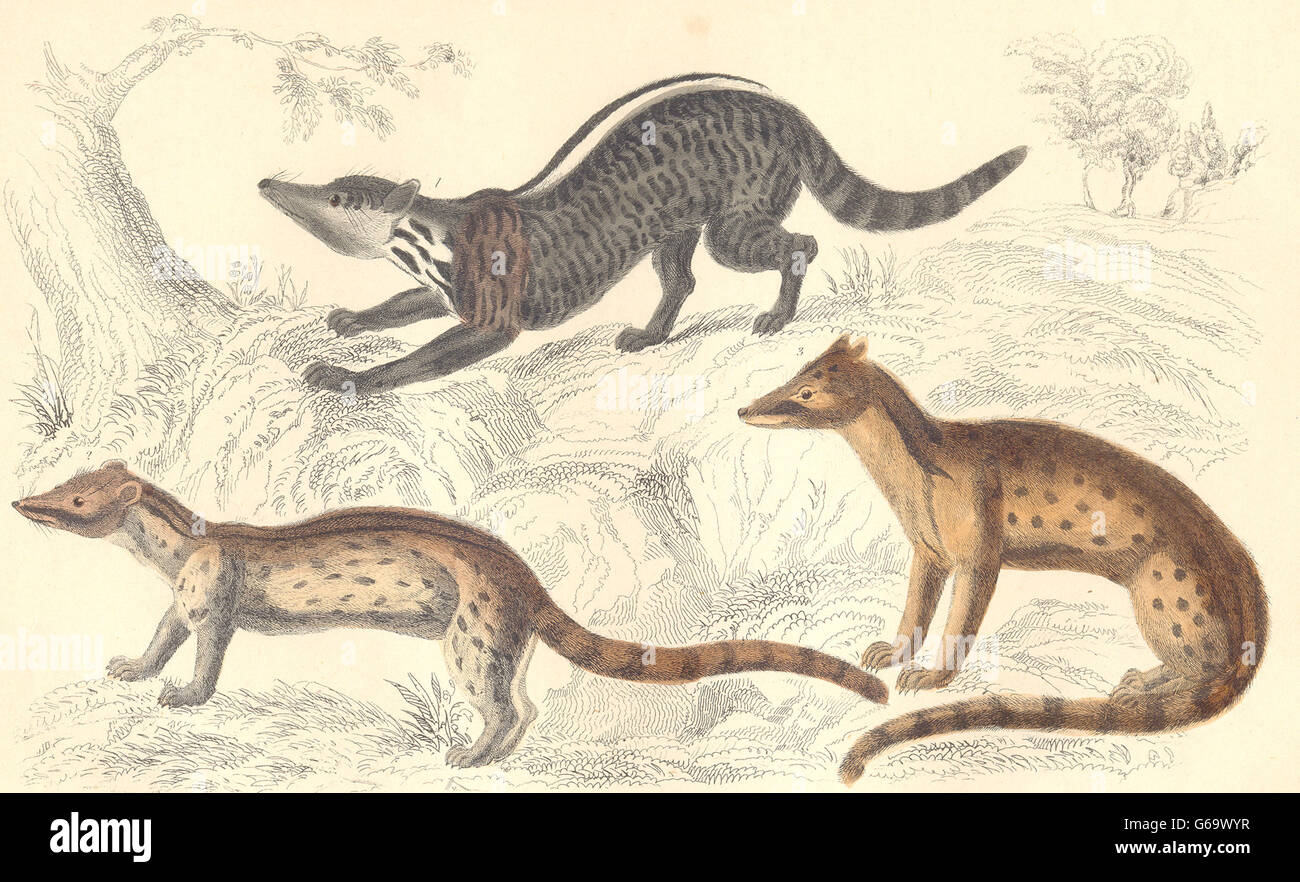 Zibet hi-res stock photography and images - Alamy